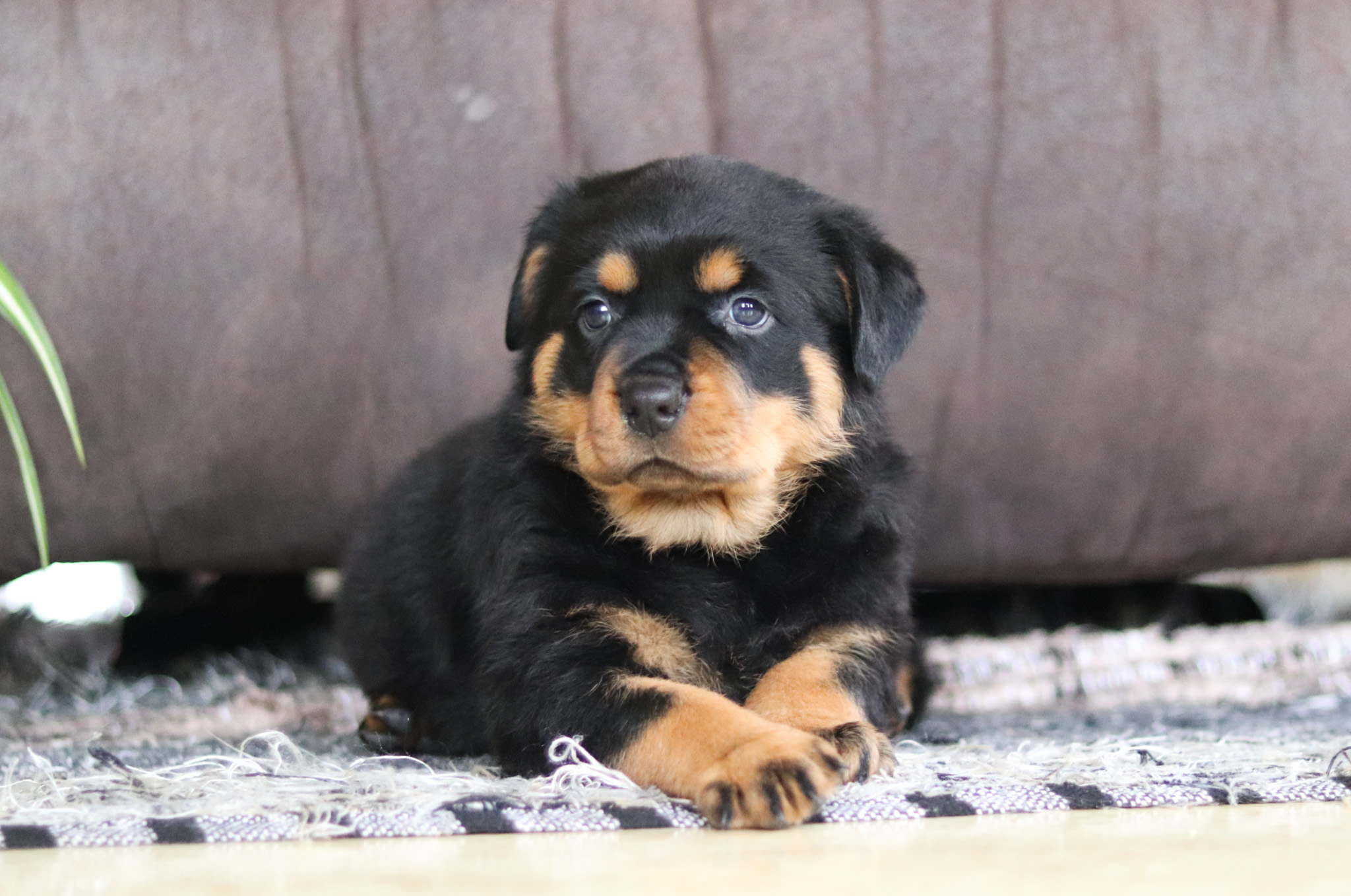 Rocky - Superior Rottweilers